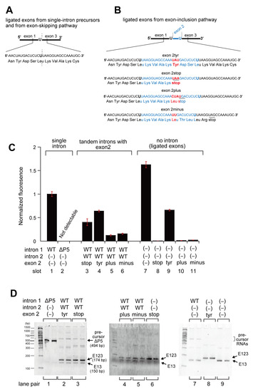 Pairwise Engineering of Tandemly Aligned Self-Splicing Group I Introns ...