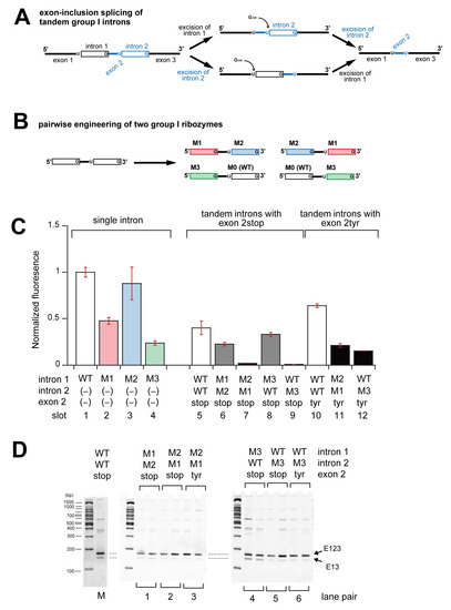 Pairwise Engineering of Tandemly Aligned Self-Splicing Group I Introns ...