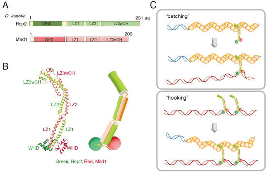 The Hop2-Mnd1 Complex and Its Regulation of Homologous Recombination