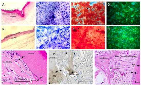 Biomolecules | Free Full-Text | Advances Focusing on the Application of Decellularized ...
