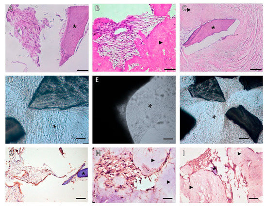 Biomolecules | Free Full-Text | Advances Focusing on the Application of Decellularized ...