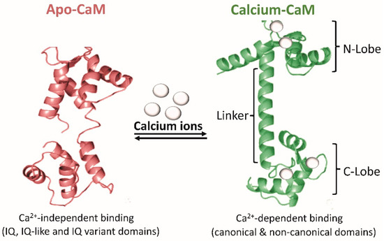 Phytochemical Interactions with Calmodulin and Critical Calmodulin Binding Proteins Involved in ...