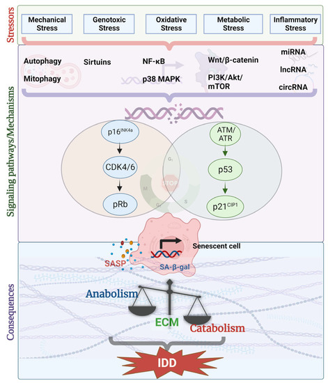Cellular Senescence in Intervertebral Disc Aging and Degeneration ...