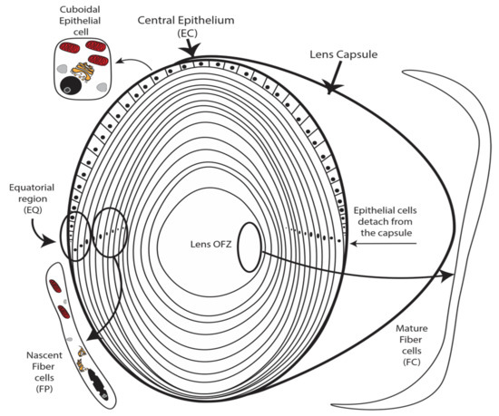 Multiomics Analysis Reveals Novel Genetic Determinants for Lens ...