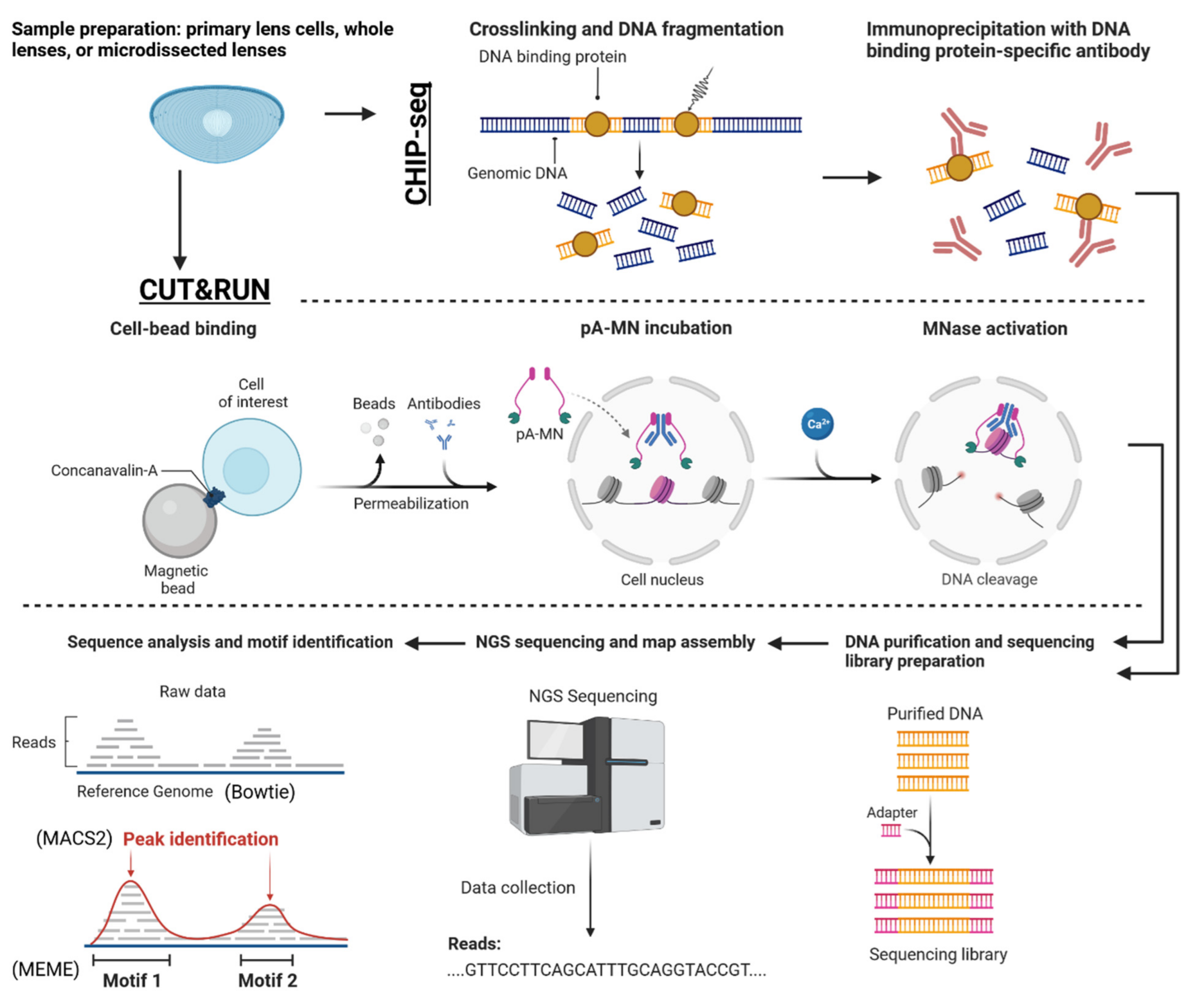 Biomolecules Free Full Text Multiomics Analysis Reveals Novel
