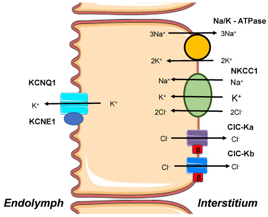 Biomolecules | Free Full-Text | Small Molecules Targeting Kidney ClC-K ...