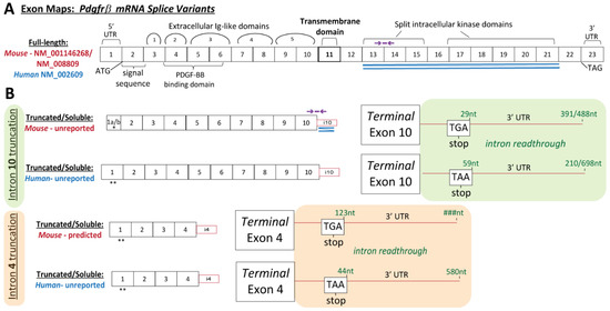 Biomolecules | Free Full-Text | A Soluble Platelet-Derived Growth ...