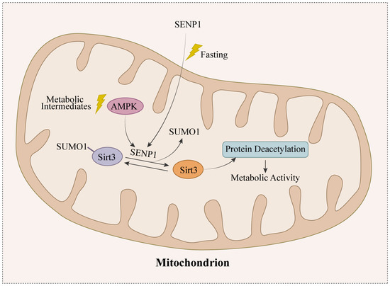 Role of Sirtuin 3 in Degenerative Diseases of the Central Nervous System