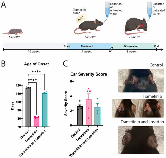 Trametinib-Induced Epidermal Thinning Accelerates a Mouse Model of ...