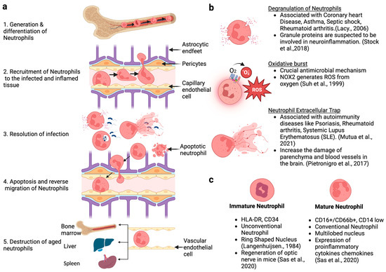 A Brief Overview of Neutrophils in Neurological Diseases
