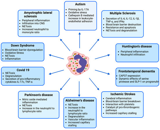 A Brief Overview of Neutrophils in Neurological Diseases