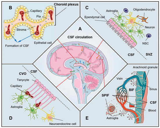 Ependyma in Neurodegenerative Diseases, Radiation-Induced Brain Injury ...