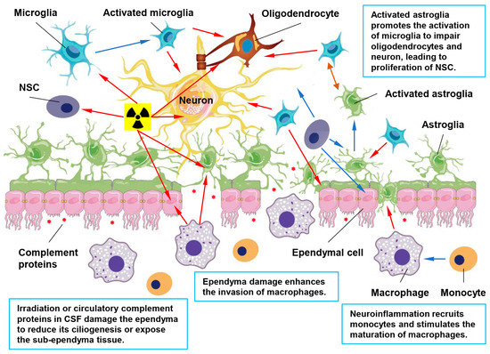 Ependyma in Neurodegenerative Diseases, Radiation-Induced Brain Injury and as a Therapeutic ...