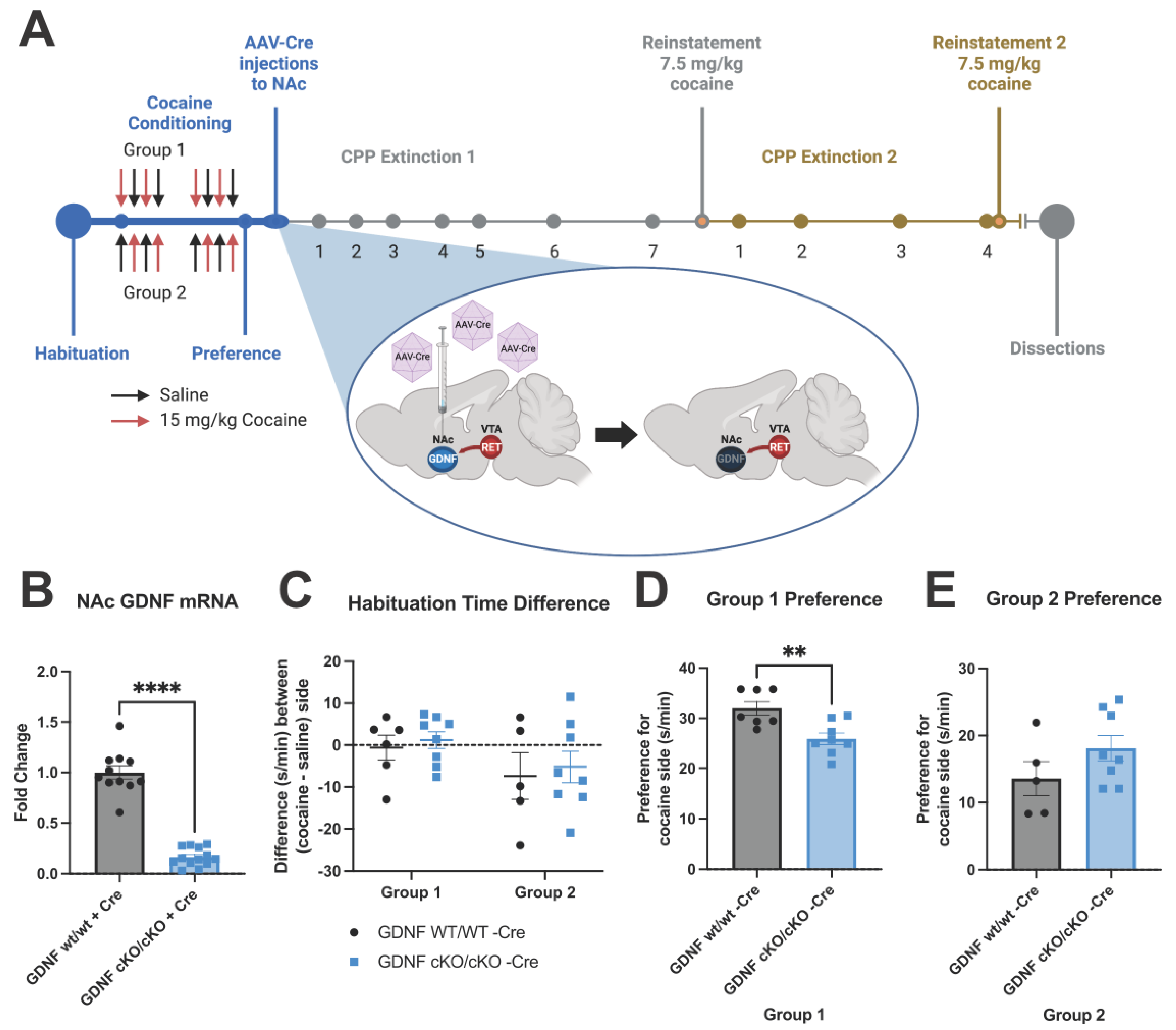 Opposing Spatially Segregated Function of Endogenous GDNF-RET Signaling ...