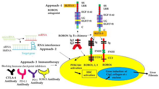 The SLIT/ROBO Pathway in Liver Fibrosis and Cancer