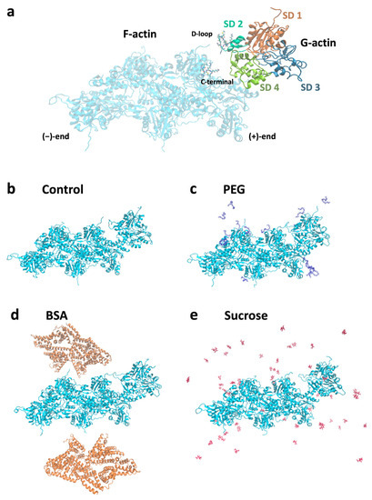 Molecular Basis for Actin Polymerization Kinetics Modulated by Solution ...