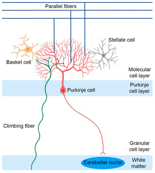Therapeutic Strategies for Spinocerebellar Ataxia Type 1