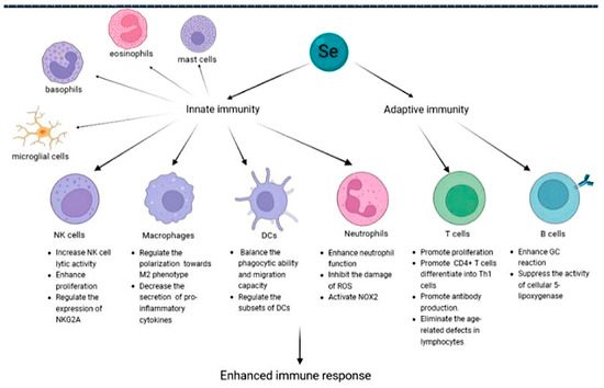Selenium and Selenoproteins in Health