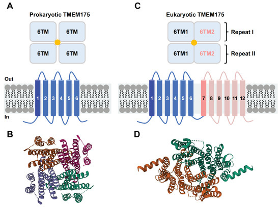 Transmembrane Protein 175, a Lysosomal Ion Channel Related to Parkinson ...