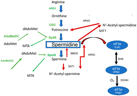 The Role of Spermidine and Its Key Metabolites in Important, Pathogenic ...