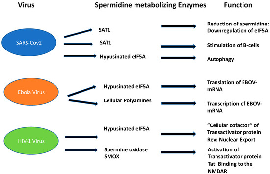 The Role of Spermidine and Its Key Metabolites in Important, Pathogenic ...