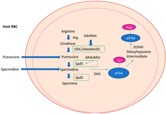 The Role of Spermidine and Its Key Metabolites in Important, Pathogenic ...