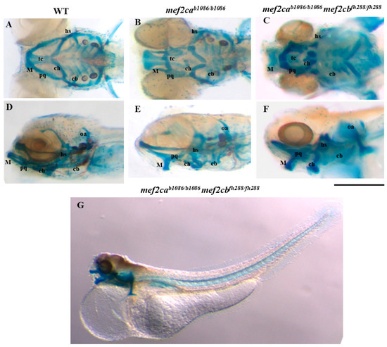 mef2ca and mef2cb Double Mutant Zebrafish Show Altered Craniofacial ...