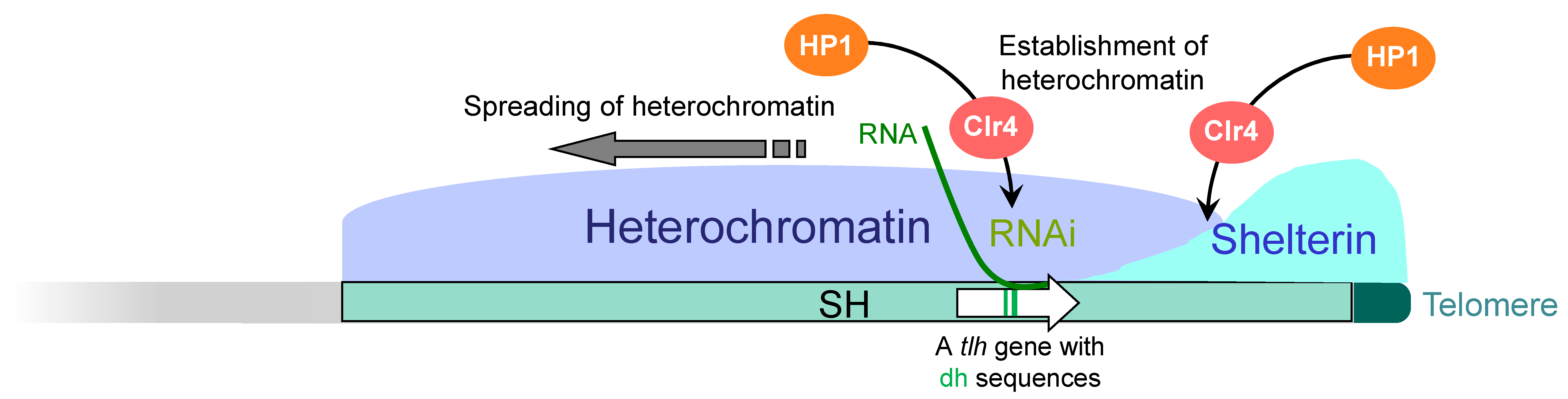 Roles of Specialized Chromatin and DNA Structures at Subtelomeres in ...