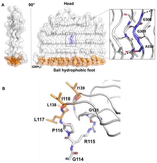Structural Basis of PE_PGRS Polymorphism, a Tool for Functional Modulation