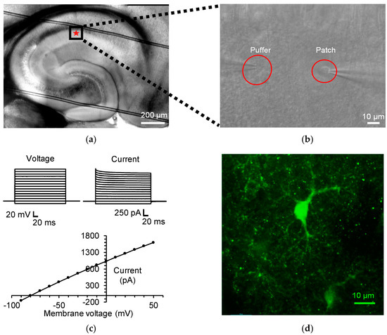 ASC Transporters Mediate D-Serine Transport into Astrocytes Adjacent to ...
