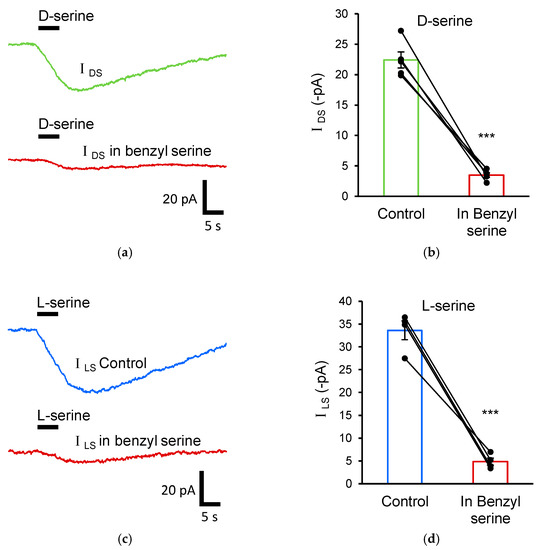 ASC Transporters Mediate D-Serine Transport into Astrocytes Adjacent to ...