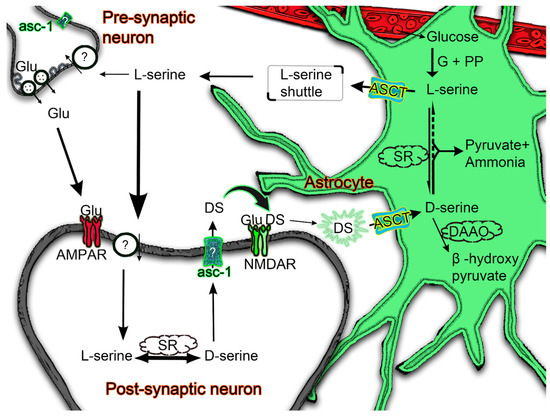 ASC Transporters Mediate D-Serine Transport into Astrocytes Adjacent to ...
