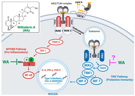 Molecular Mechanism behind the Safe Immunostimulatory Effect of ...