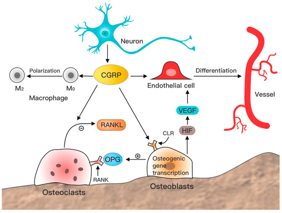 Research Progress in Calcitonin Gene-Related Peptide and Bone Repair