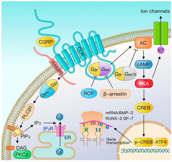 Research Progress in Calcitonin Gene-Related Peptide and Bone Repair
