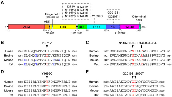 Overview of the Impact of Pathogenic LRRK2 Mutations in Parkinson’s Disease