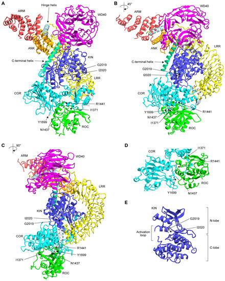 Overview of the Impact of Pathogenic LRRK2 Mutations in Parkinson’s Disease