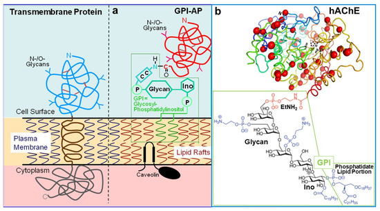 (Patho)Physiology of Glycosylphosphatidylinositol-Anchored Proteins I ...