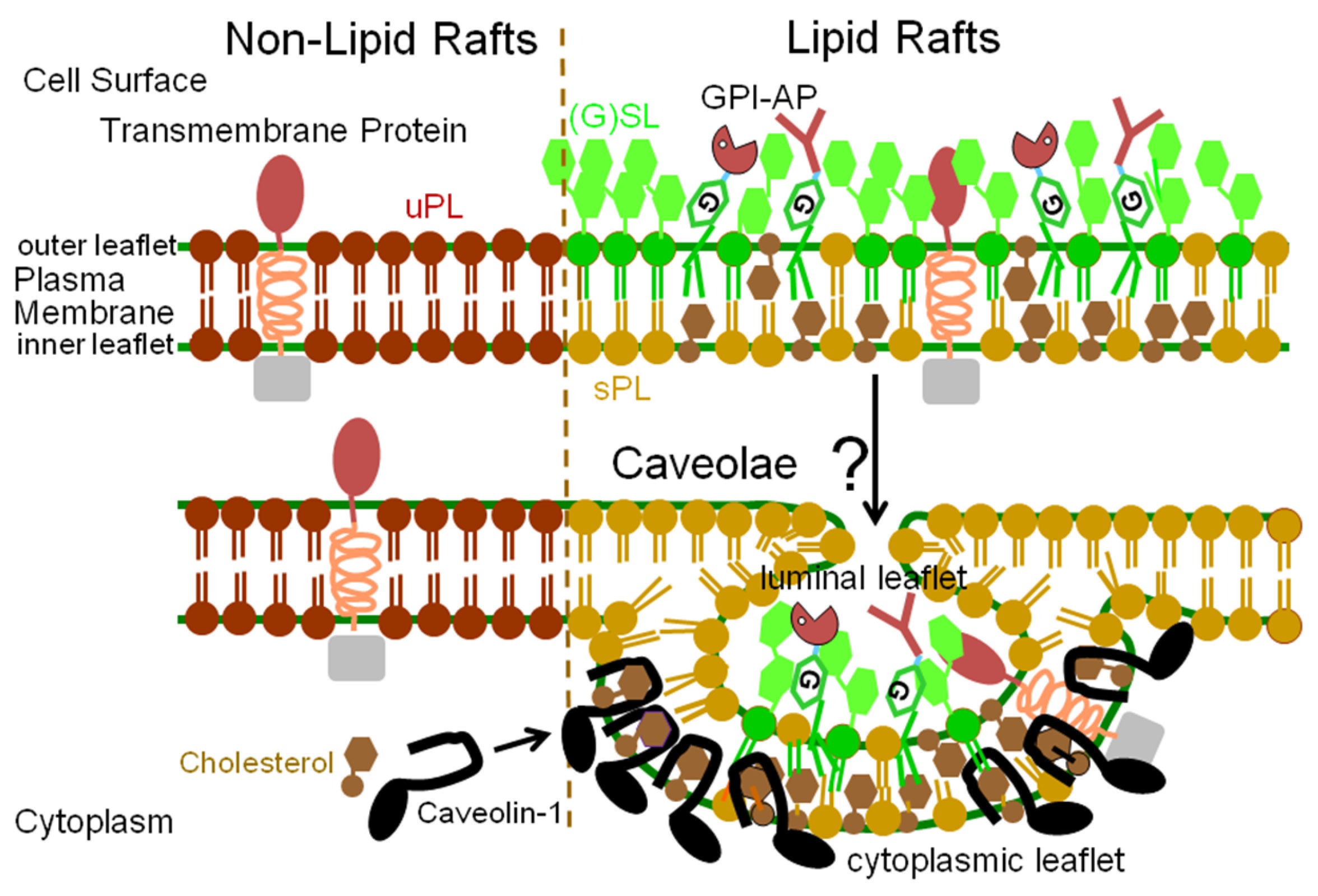 Lipid Linked Proteins