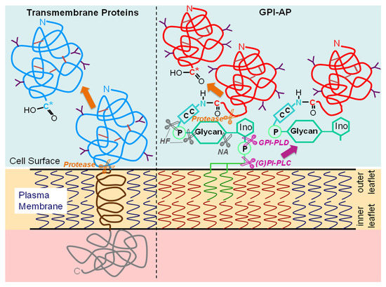 (Patho)Physiology of Glycosylphosphatidylinositol-Anchored Proteins I ...