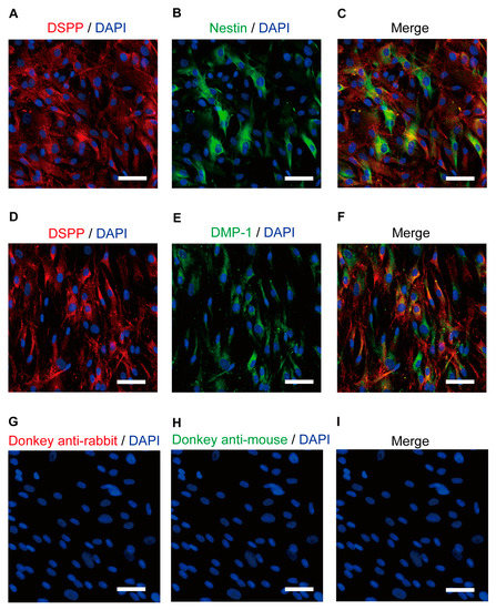 Functional Expression of IP, 5-HT4, D1, A2A, and VIP Receptors in Human ...