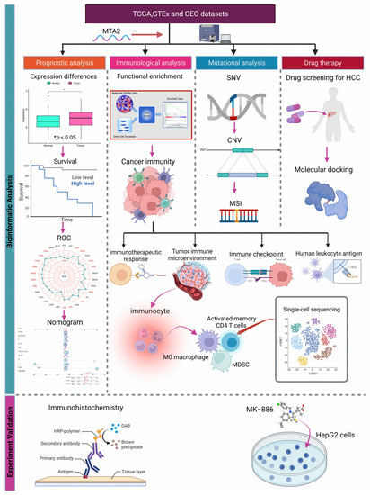 Prognostic, Immunological, and Mutational Analysis of MTA2 in Pan ...
