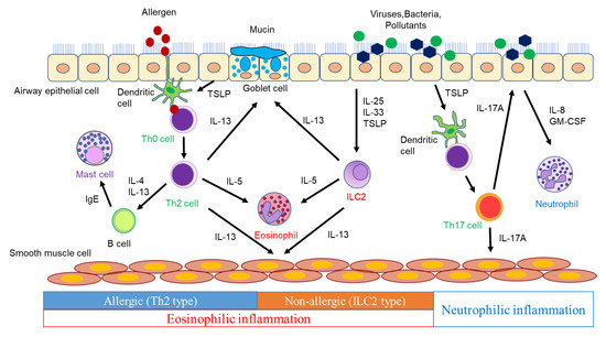 The Functional Role of Group 2 Innate Lymphoid Cells in Asthma
