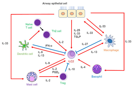 The Functional Role of Group 2 Innate Lymphoid Cells in Asthma