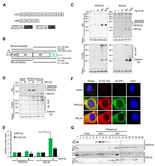 RPS27a and RPL40, Which Are Produced as Ubiquitin Fusion Proteins, Are ...