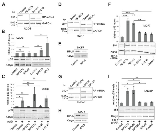 RPS27a and RPL40, Which Are Produced as Ubiquitin Fusion Proteins, Are ...