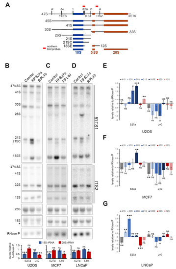 RPS27a and RPL40, Which Are Produced as Ubiquitin Fusion Proteins, Are ...