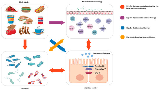 The Effects of a High-Fat Diet on Inflammatory Bowel Disease