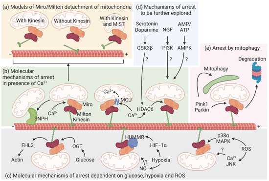 Highly Specialized Mechanisms for Mitochondrial Transport in Neurons ...