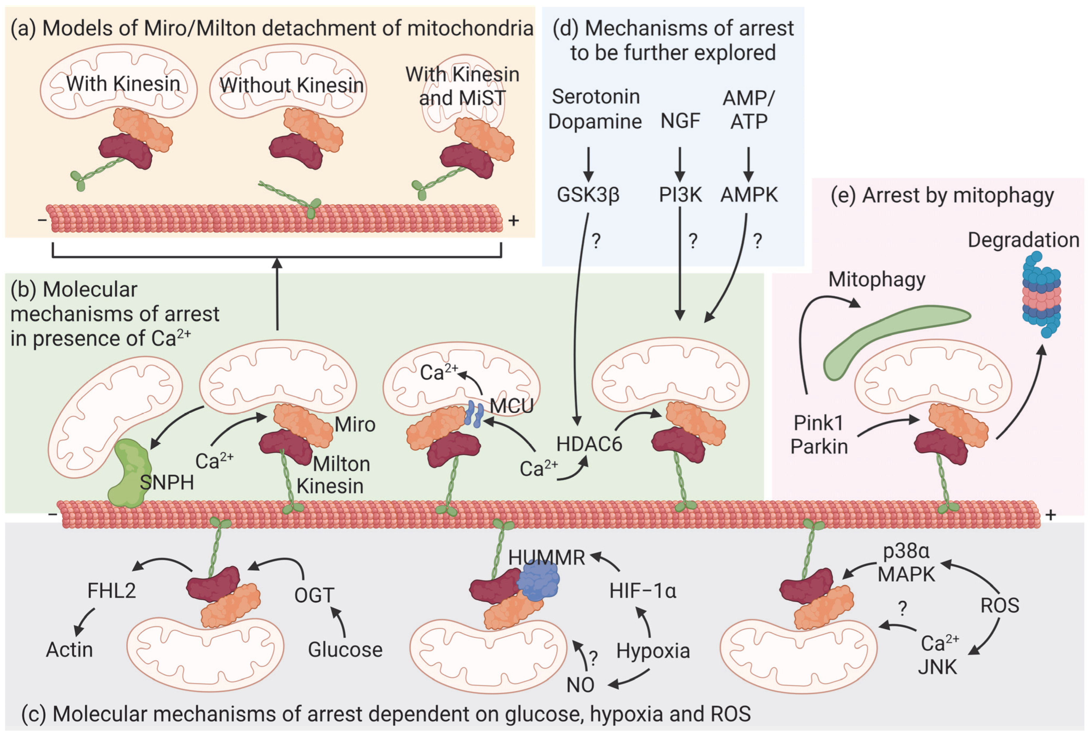 Highly Specialized Mechanisms for Mitochondrial Transport in Neurons: From Intracellular ...